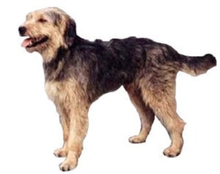 Ideaal hondenhok voor een Bosanski Ostrodlaki Gonic Barak