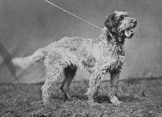 Ideaal hondenhok voor een Griffon Boulet
