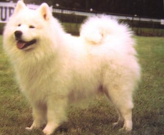 Ideaal hondenhok voor een Samojeed